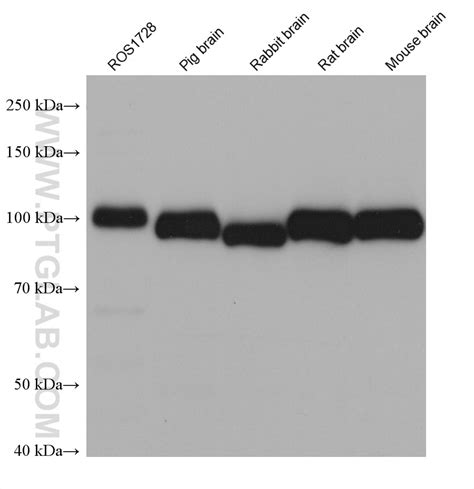 Sortilin Antibody 68007 1 Pbs Proteintech