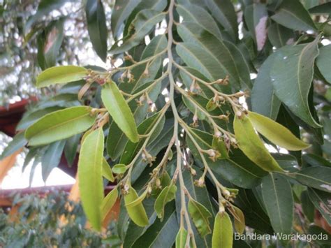 Flora Of Sri Lanka