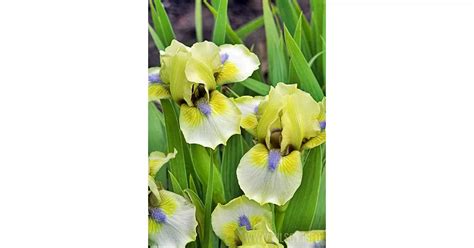 Irys Miniaturowy Dixie Pixie Iris Pumila