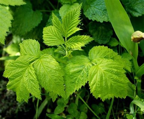 Why Raspberry Plant Leaves Curl And How To Fix It Couch To Homestead