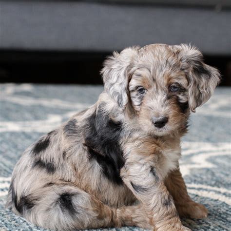 Mini Aussiedoodle — Go West Mini Aussies