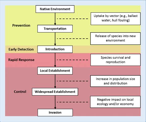 1 Flow Diagram Of Key Stages Of The Invasion Process Highlighting The