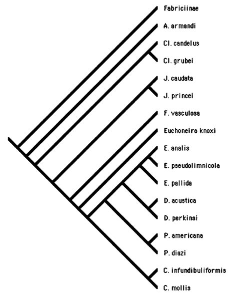 Strict Consensus Tree Of The Trees Retained Download Scientific Diagram