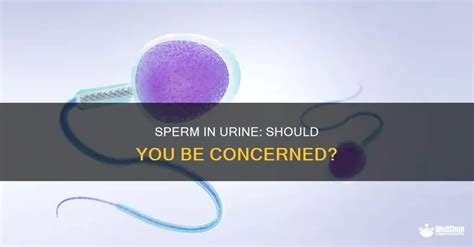 Sperm In Urine Should You Be Concerned Medshun
