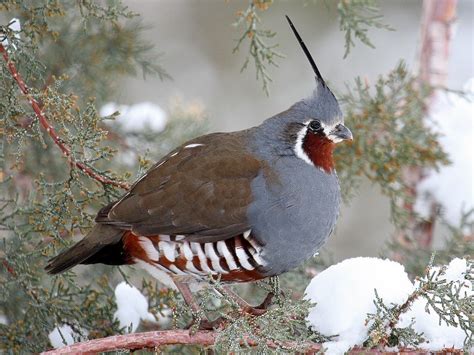 Mountain Quail Ebird