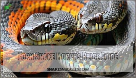 Corn Snake Colors And Patterns 60 Stunning Morphs