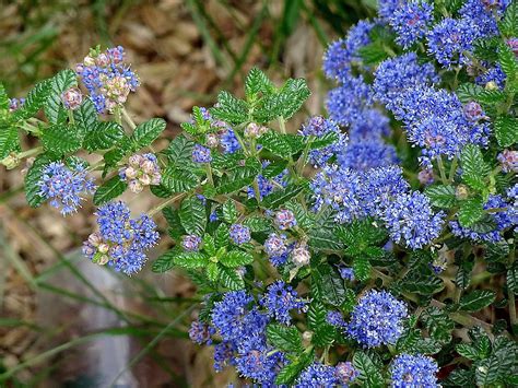 Ceanothus Concha Evergreen Blue Lilac Shrub 5ft In A 5 Litre Pot By