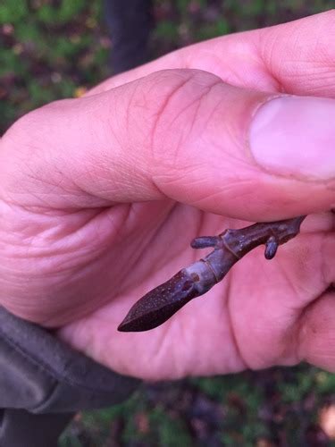 7 Trees 2 Pics Flashcards Quizlet