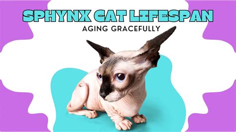 Ultimate Guide To Sphynx Cat Care Everything You Need To Know