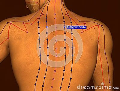 Acupuncture Point Bl13 Feishu 3d Illustration Brown Background