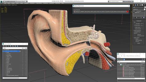 3d Model Human Ear Anatomy Structure Turbosquid 1645933