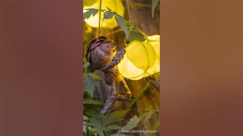 Becorns Discover Love In A Puff Youtube