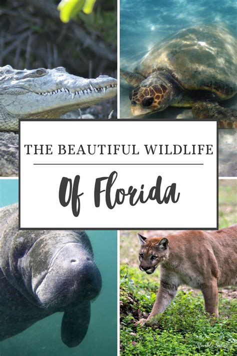 Conservation Of The Florida Keys Artofit