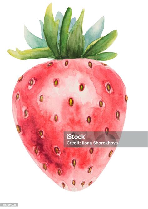 손으로 그린 자르기 경로와 흰색 배경에 고립 된 익은 딸기의 수채화 그림 건강한 생활방식에 대한 스톡 벡터 아트 및 기타 이미지