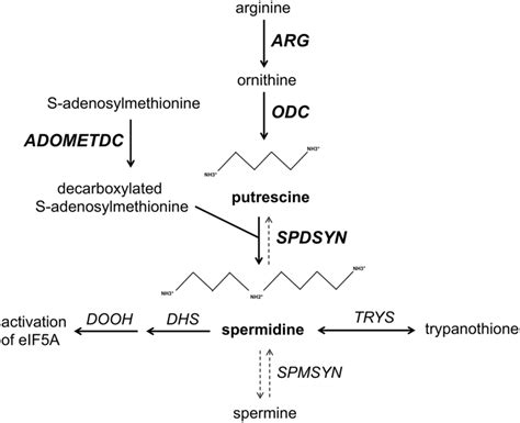 The Polyamine Biosynthetic Pathway The Polyamine Biosynthetic Pathway
