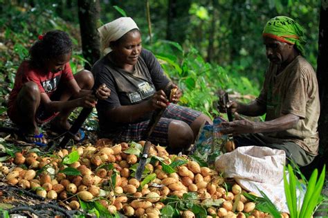 Premium Nutmeg Supplier For Japan Spice And Essential Oil Source