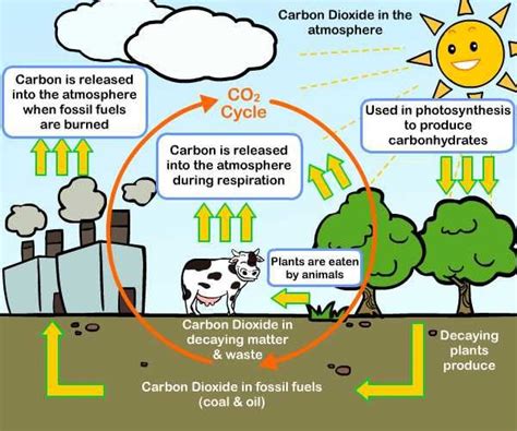 Uses Of Carbon Dioxide