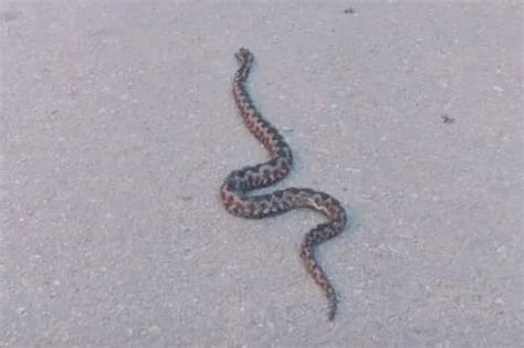 Словенија Жена почина откако ја каснала змија прв смртен случај во регионот после многу години