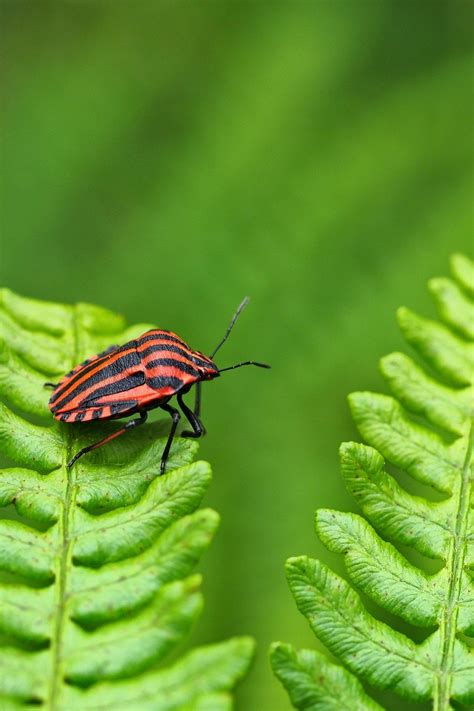 Strip Bug Insect Striped Free Photo On Pixabay