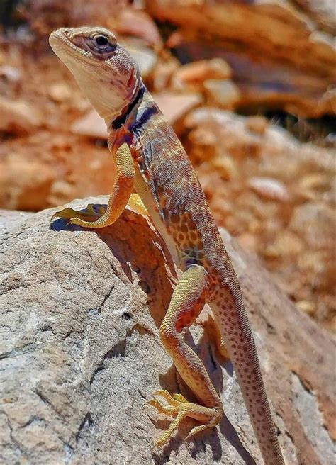 Juvenile Collared Lizard At Red Rock Canyon Nca Nevada