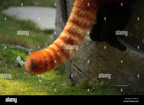 What Color Is A Pandas Tail