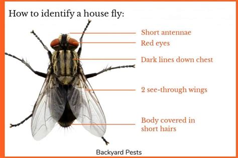 How To Identify A House Fly