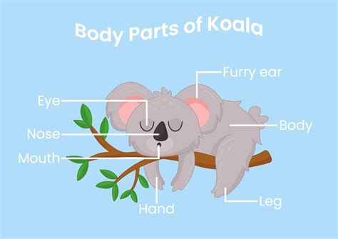 Vector Body Parts Of The Cute Cartoon Koala Animals Anatomy In English