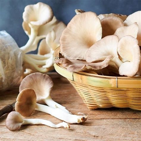 Mushroom Types For Cooking