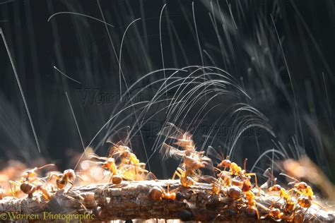 Wood Ant Predators At Donna Hildebrant Blog