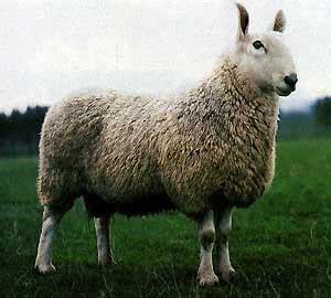 Border Leicester Sheep Oklahoma State University