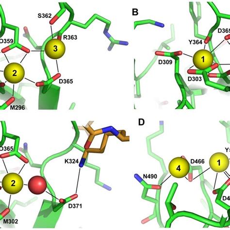 A Ribbon Diagram Of The Crystal Structure Of The Synaptotagmin 7 C2b