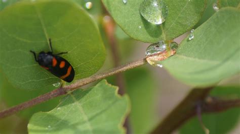 夏天 花 Pixabay上的免费照片 Pixabay