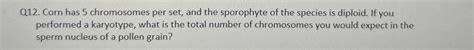 Solved Q12 ﻿corn Has 5 ﻿chromosomes Per Set And The