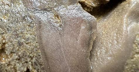 Bryzoan Fossil Part 2 With An Unidentified Piece At The End Album On