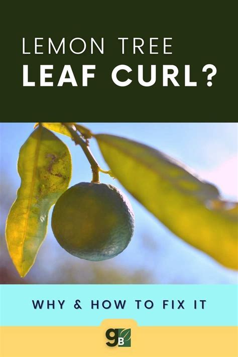 How To Fix Leaf Curl On Your Lemon Tree