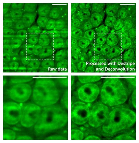 Macs® Iq View 3d Large Volume Software Miltenyi Biotec Usa