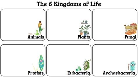 The 3 Domains And 6 Kingdoms Of Life Both Doodle Notes And Key With Examples