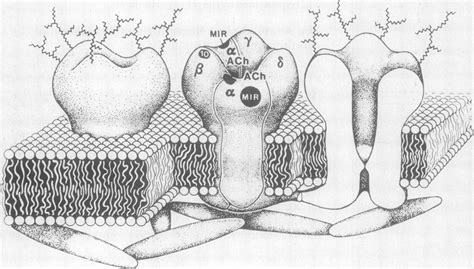 Acetylcholine Receptor Structure This Cartoon Is Based Largely On