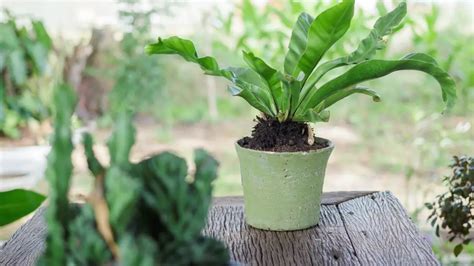 How To Care For Outdoor Ferns In Pots Fern Facts
