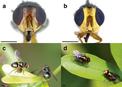 Sexually Dimorphic Facial Characters Of Chrysomya Flavifrons Displayed