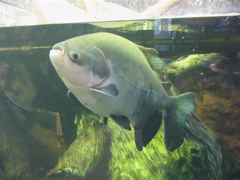 Pacu Fish The Piranha Cousin With Human Like Teeth