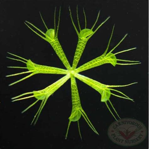 Aldrovanda Vesiculosa Waterwheel Carnivorous Plant For Sale
