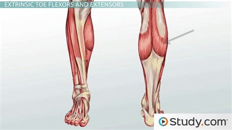 Calf Muscle Anatomy Chart At Julius Scudder Blog