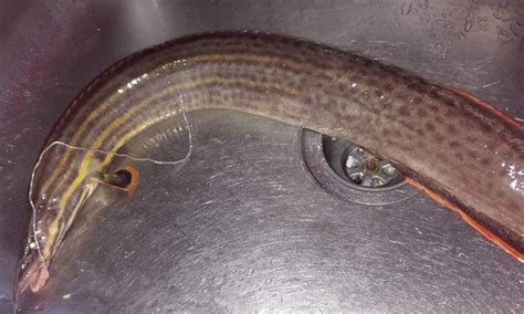 Kenali Dua Spesies Tilan Paling Mudah Ditemui