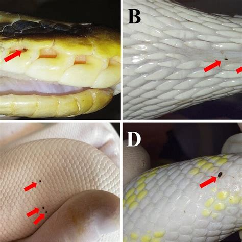 Ophionyssus Natricis Snake Mite Infestation In Observed Snakes A A