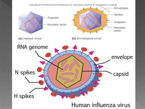 Morphology Of Virus Ppt