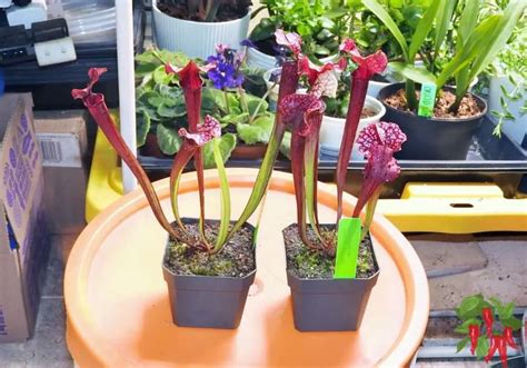 Dwarf Jade Plant Care Easy Crosbys Dwarf Jade Care Guide