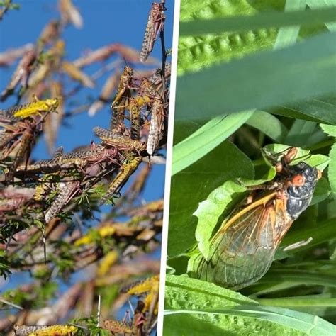 Locust Vs Cicada Similarities And Differences