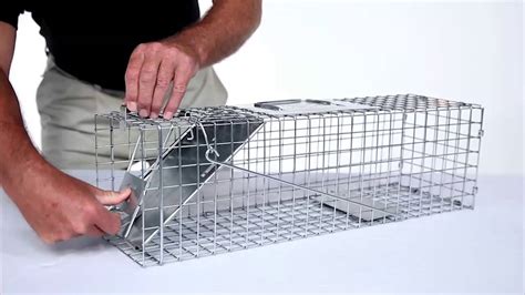 How To Set Havahart® Medium 1 Door Trap Model 1078 For Skunks