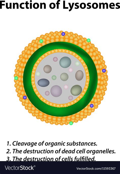 Lysosome
